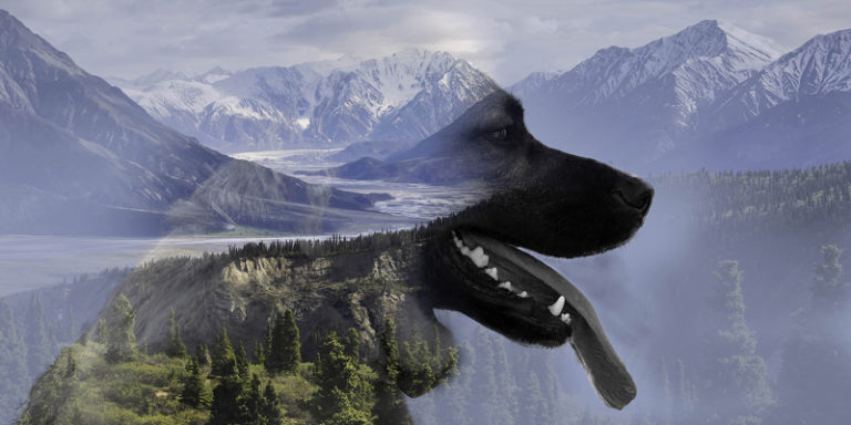 The Legend of Gelert – Celtic Heritage Alliance